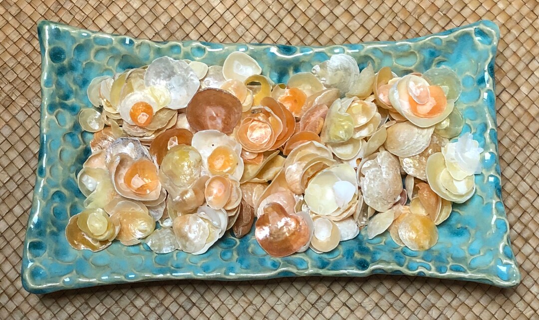 Bulk Lot of Jingle Shells, (anomia Simplex) 6 Ounce Mixed Colors/sizes ...