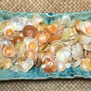 Bulk Lot of Jingle Shells, anomia Simplex 6 Ounce Mixed Colors/sizes ...