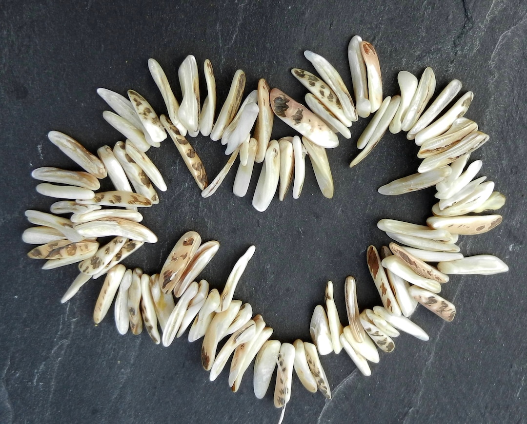 Natural Shell Spike Beads: Shimmering White, Brown Rust Accents, 15 ...