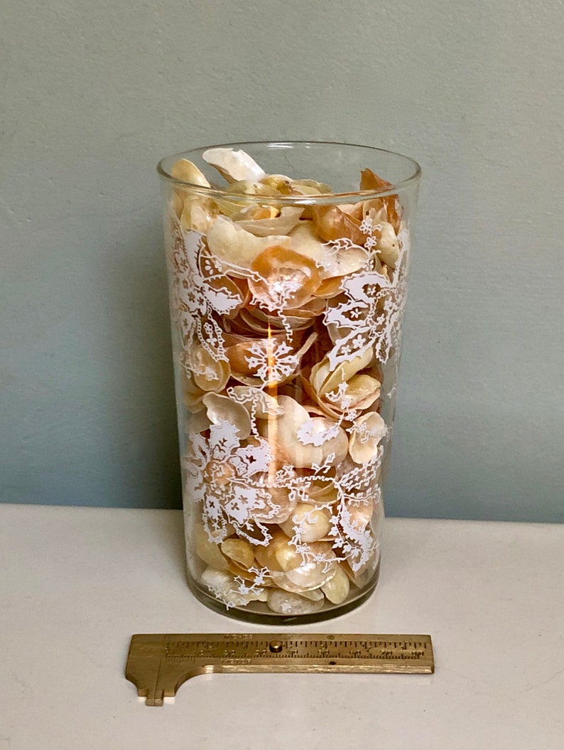 Bulk Lot of Jingle Shells anomia Simplex 6 Ounce Mixed - Etsy