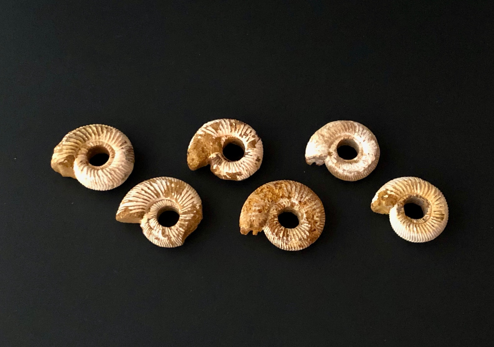 SALE Rustic goat Horn Fossil Ammonite | Etsy