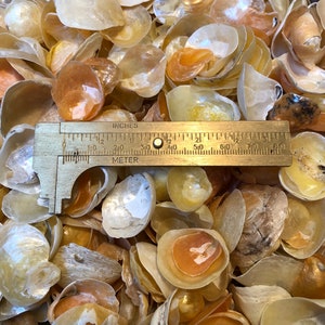 Bulk Lot of Jingle Shells, anomia Simplex 6 Ounce Mixed Colors/sizes ...