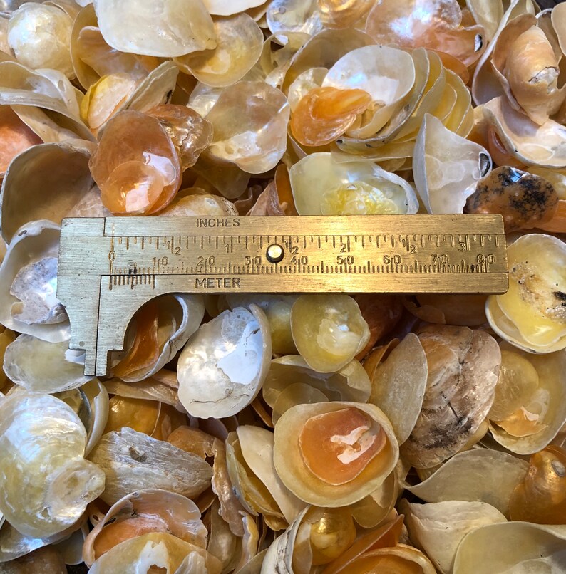 Bulk Lot of Jingle Shells anomia Simplex 6 Ounce Mixed - Etsy