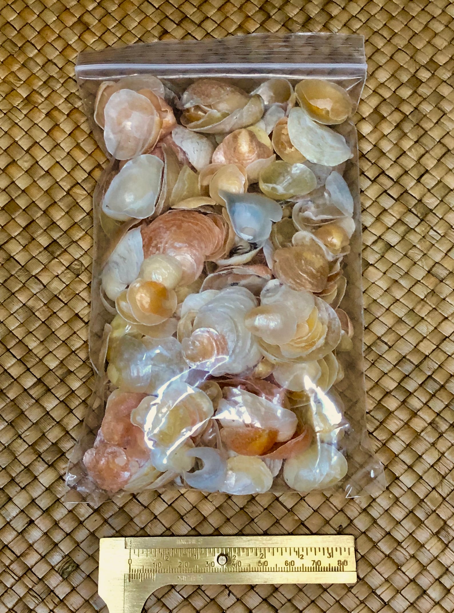 Bulk Lot of Jingle Shells anomia Simplex 6 Ounce Mixed - Etsy
