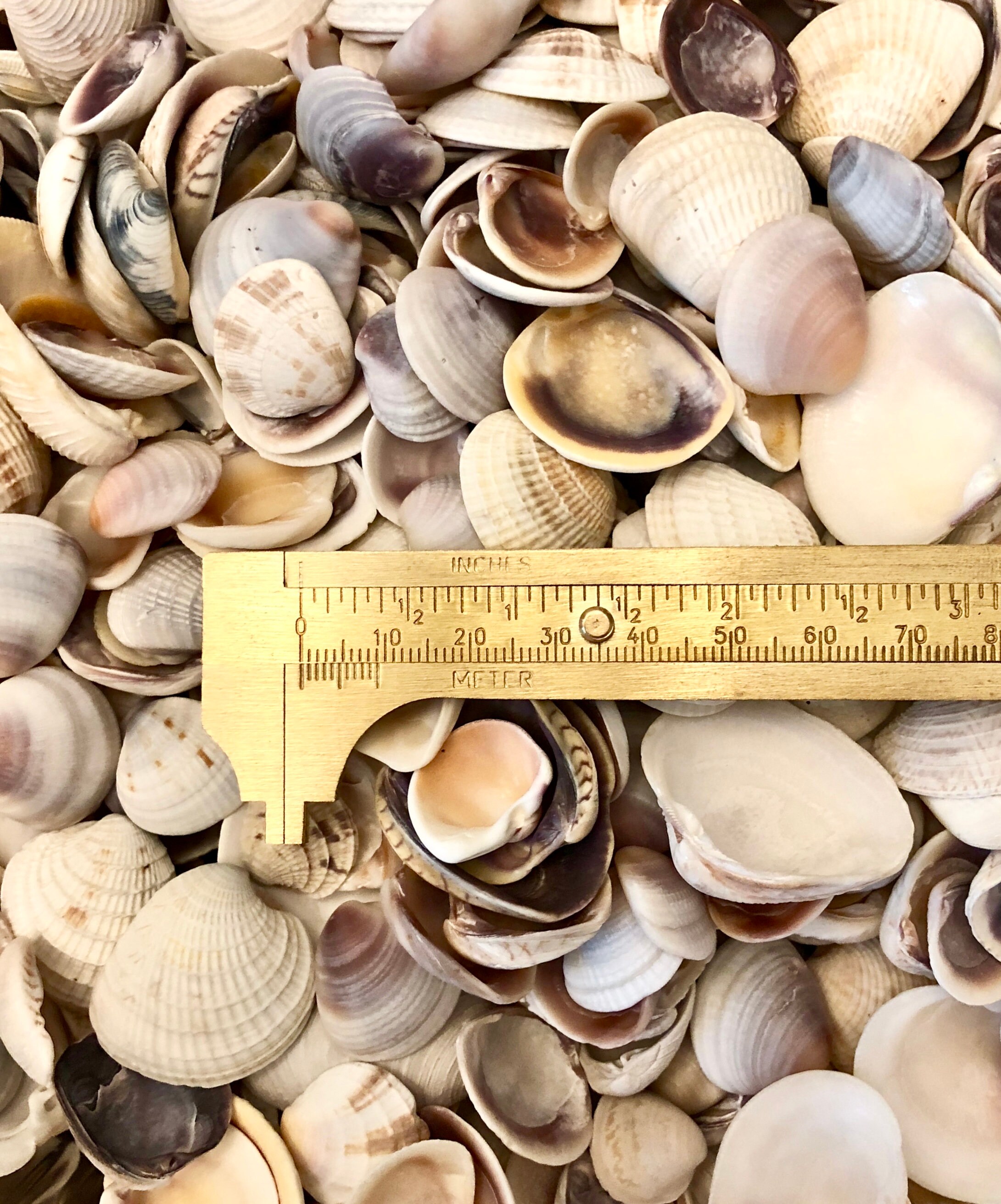 Mixed 2.7LB Lot Of Assorted Size & Type Of Clam Shells For | Etsy