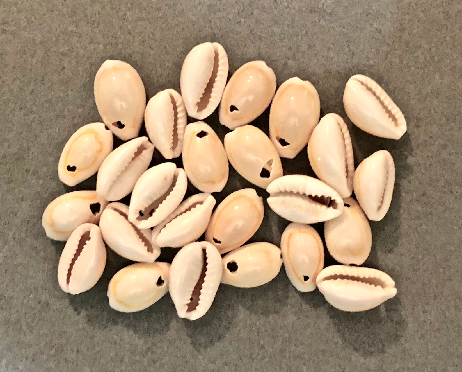 Vintage 25 Piece Lots of White With Pale Yellow Cowrie Shells With A ...