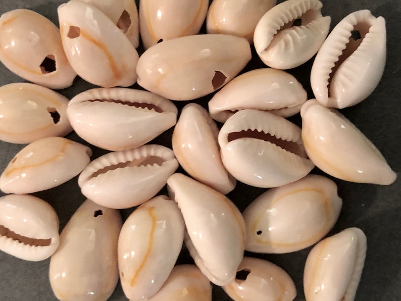 Vintage 25 Piece Lots Of White With Pale Yellow Cowrie Shells | Etsy