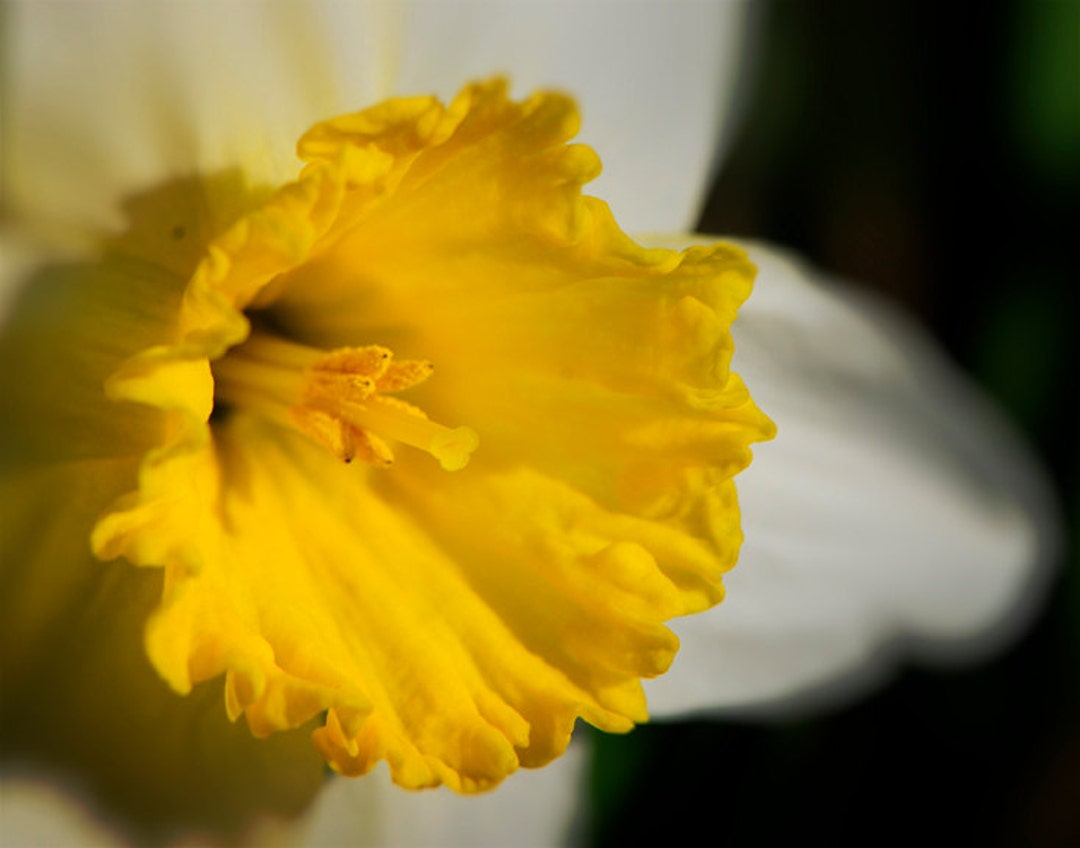 Dafodill Flower Photograph Wall Art Yellow & White - Etsy