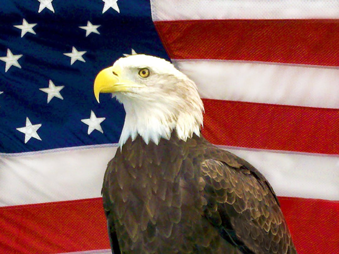 Bald Eagle With US Flag, Eagle, Bird, Photography, Wall Art, - Etsy
