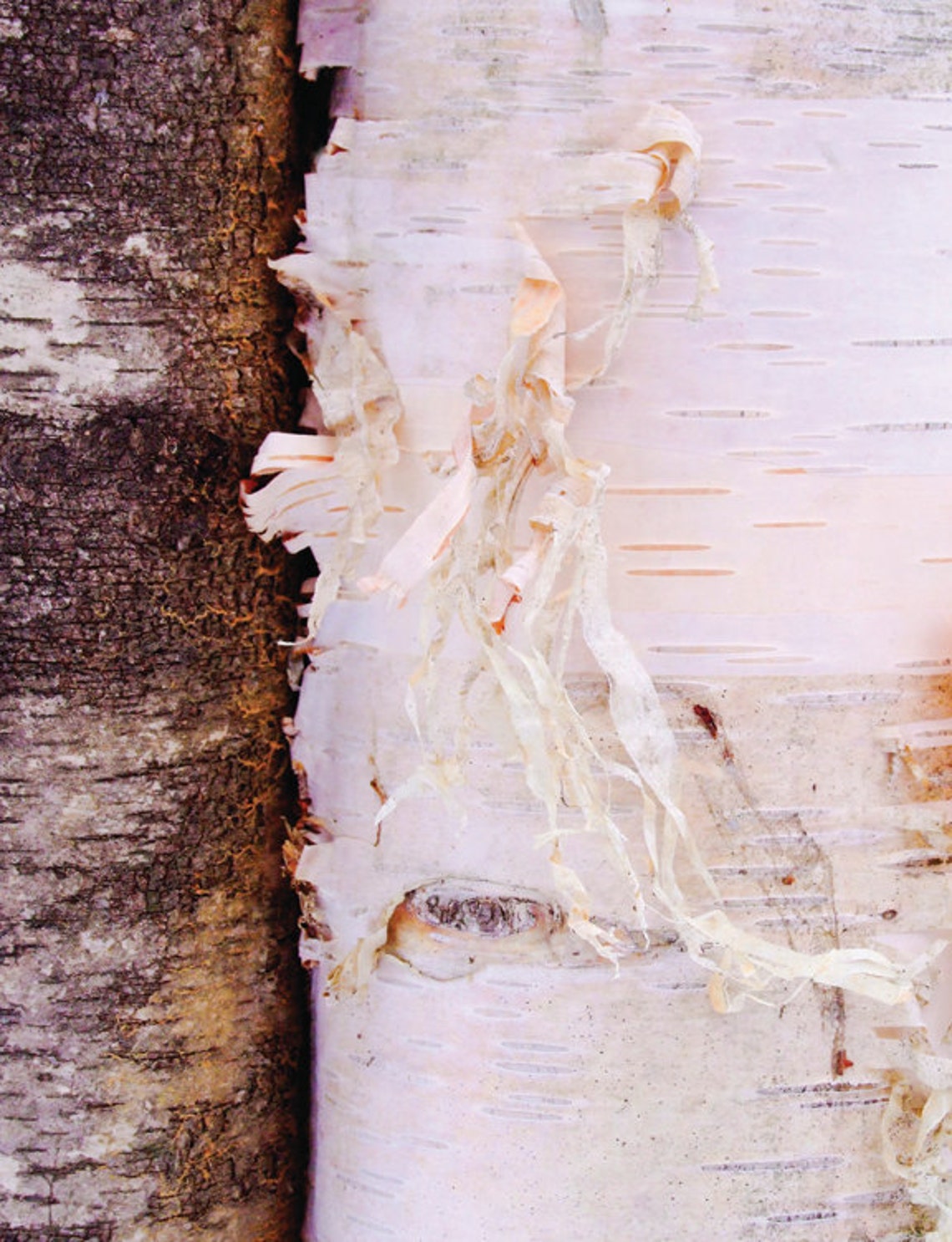 Peeling Birch Bark, Photography, Wall Art, Tree, Nature, - Etsy