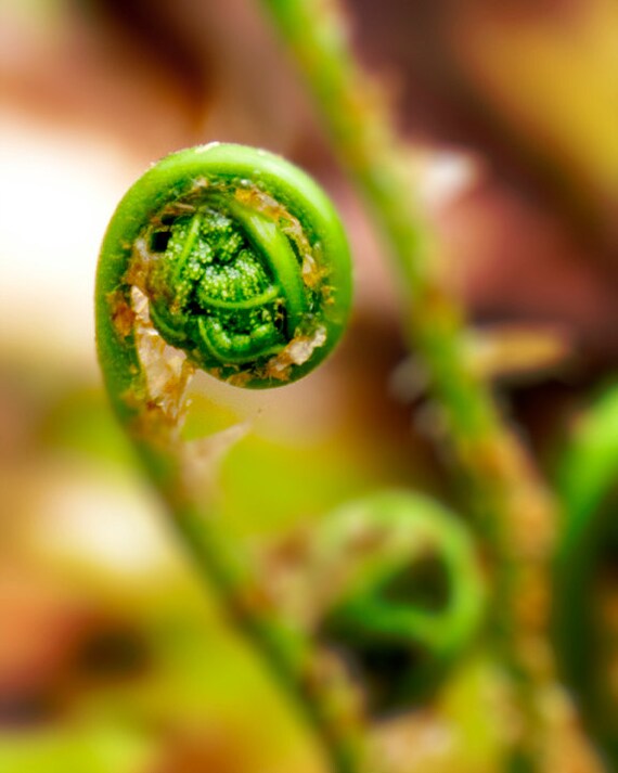 Fiddle Head Ferns photography Wall Art plants | Etsy
