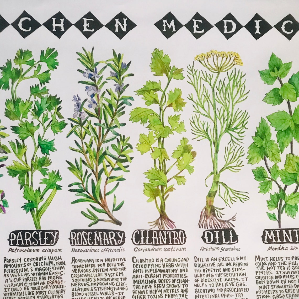 Kitchen Herbs Poster Print - Etsy