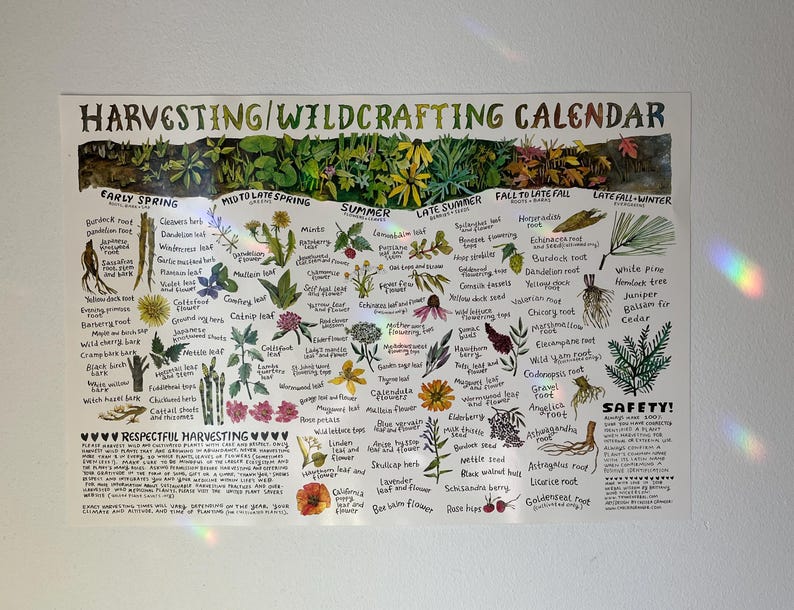 Herbal Harvesting Wildcrafting Chart Poster - Etsy