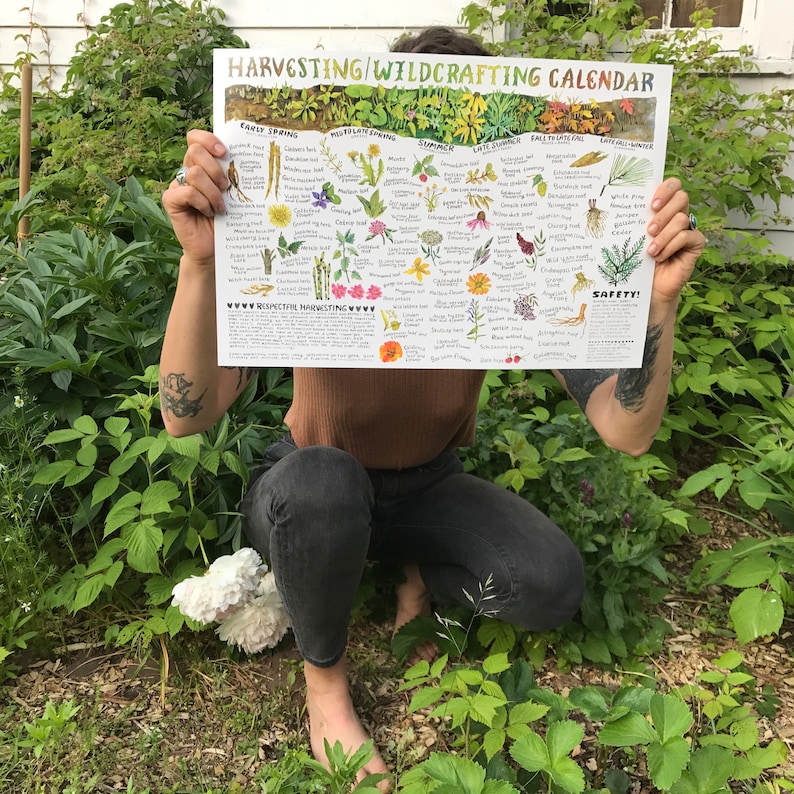 Harvesting & Wildcrafting Calendar - Etsy UK