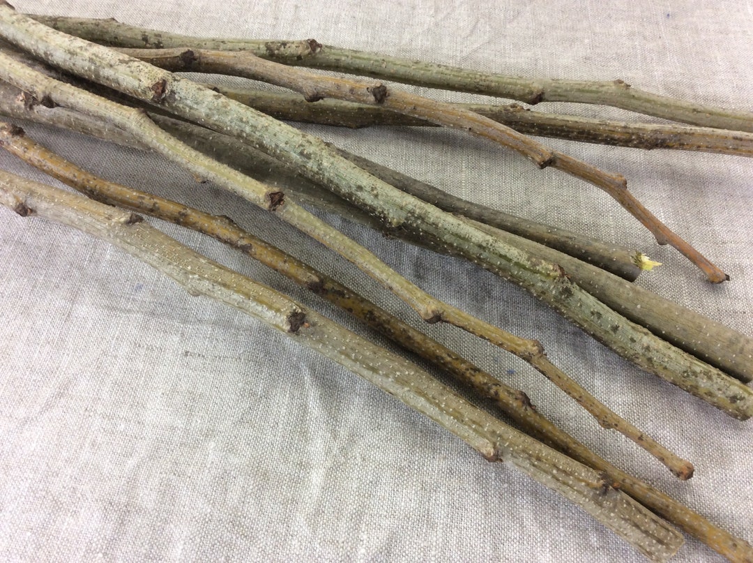 Branches Twigs Floral Decor Craft 12" 10 Rustic Bunch White Sticks ...