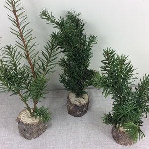 Fresh 6" or 8" Mini Tree Yew Woodland Floral Decor Rustic - Etsy