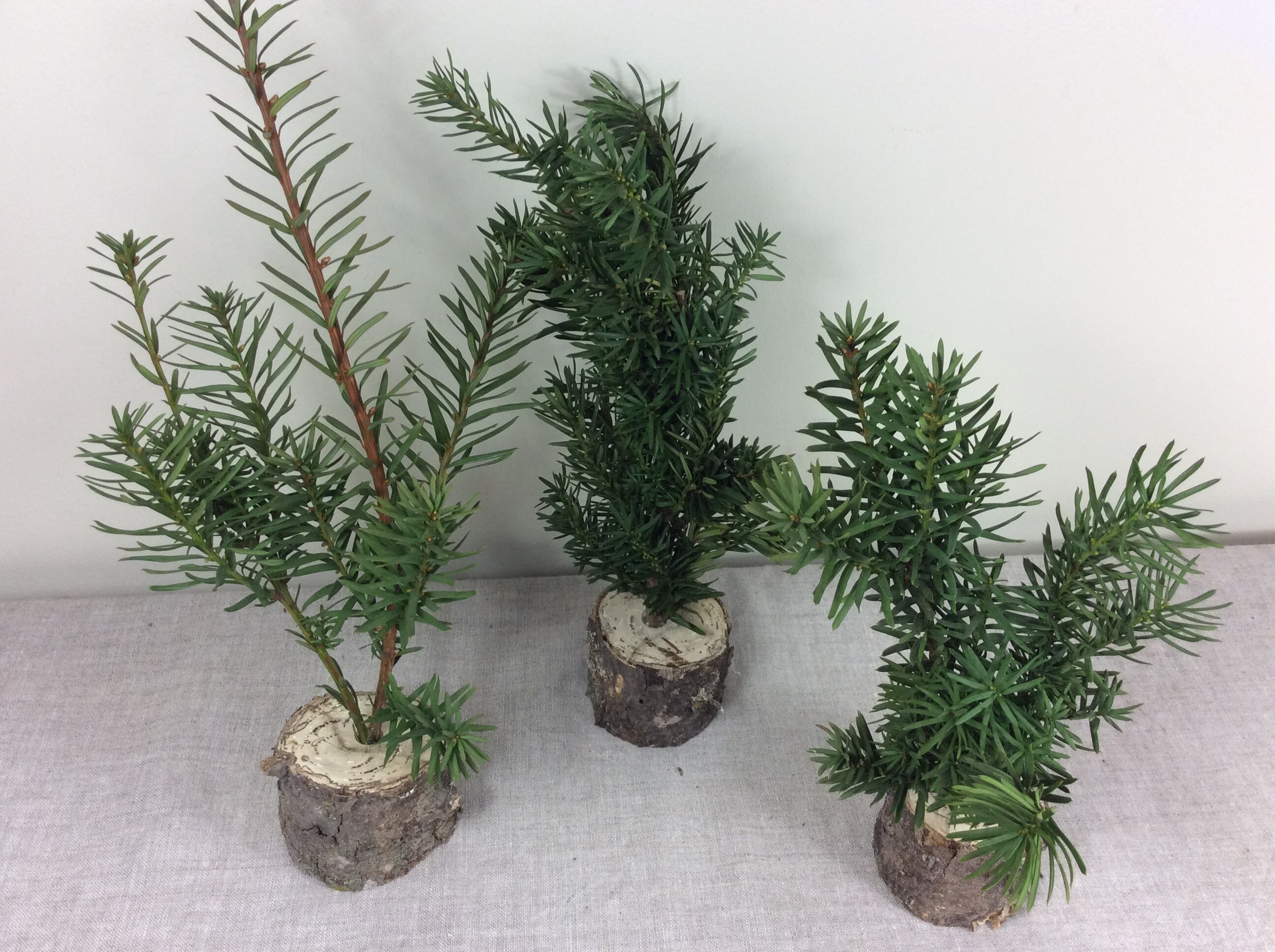 Fresh 6 or 8 Mini Tree Yew Woodland Floral Decor - Etsy