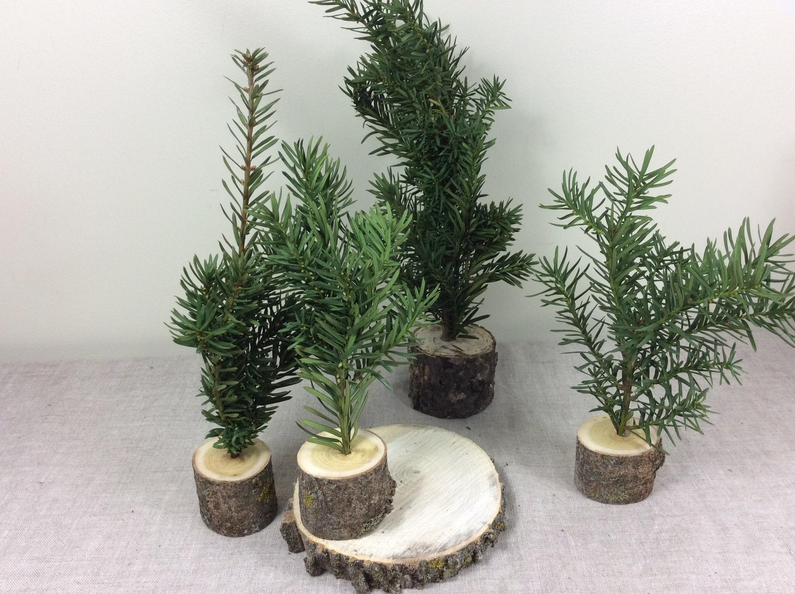 Fresh 6 or 8 Mini Tree Yew Woodland Floral Decor - Etsy