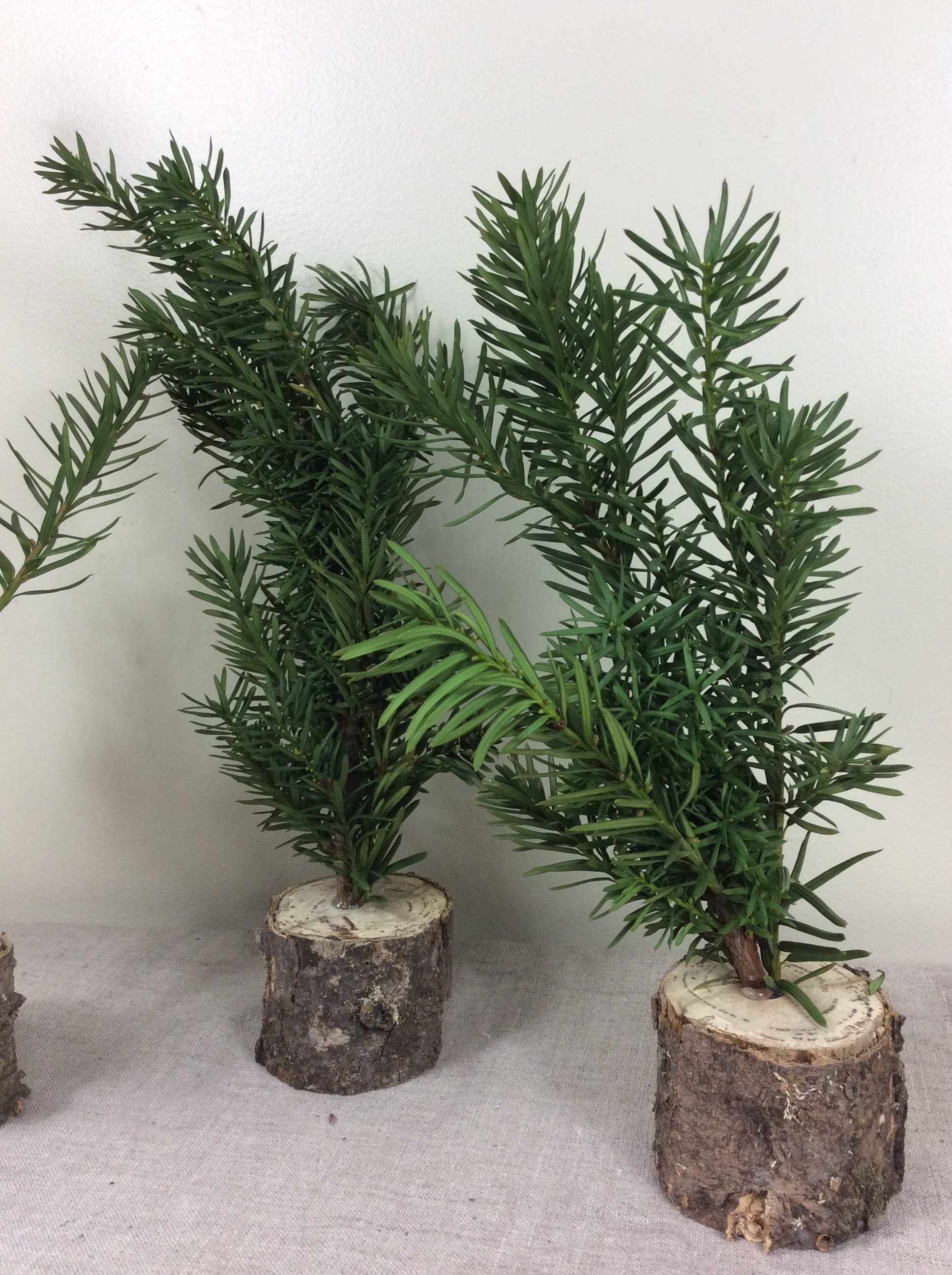 Fresh 6 or 8 Mini Tree Yew Woodland Floral Decor - Etsy