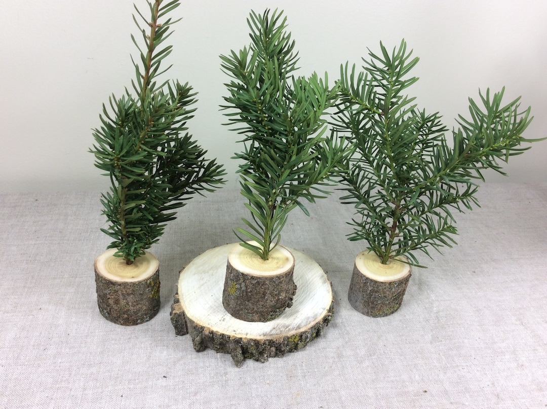 Fresh 6" or 8" Mini Tree Yew Woodland Floral Decor Rustic - Etsy
