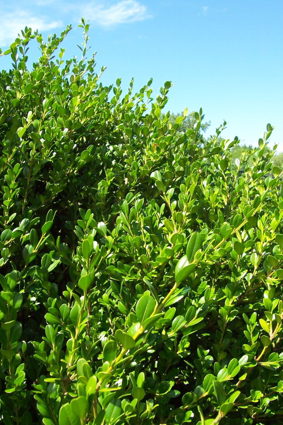 Boxwood Flowers Fresh Cut Floral Decor Wreath Natural Wedding Bouquet ...