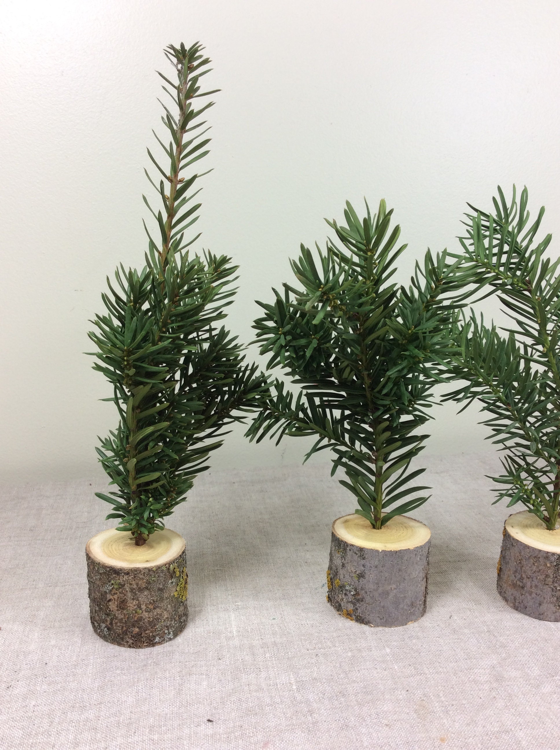 Fresh 6 or 8 Mini Tree Yew Woodland Floral Decor - Etsy