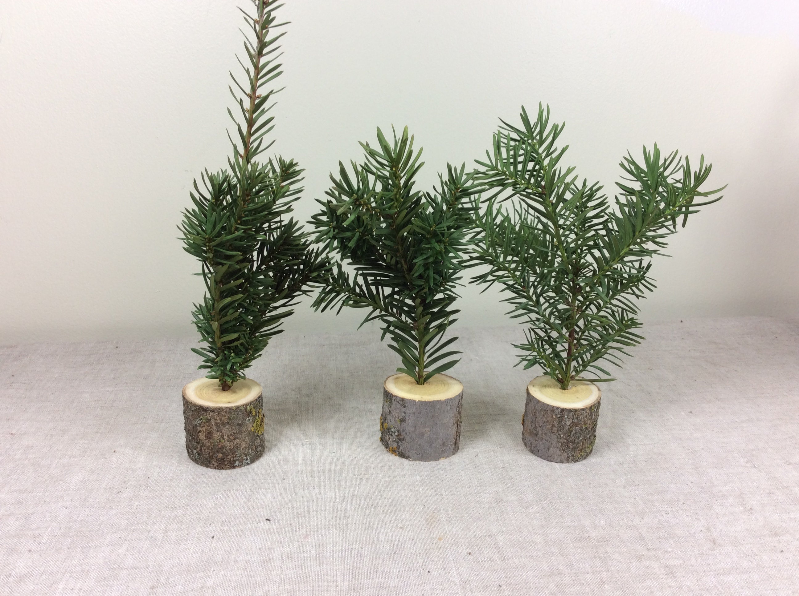 Fresh 6 or 8 Mini Tree Yew Woodland Floral Decor - Etsy