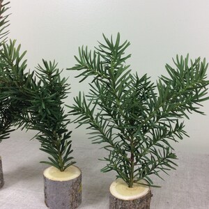 Fresh 6" or 8" Mini Tree Yew Woodland Floral Decor Rustic - Etsy