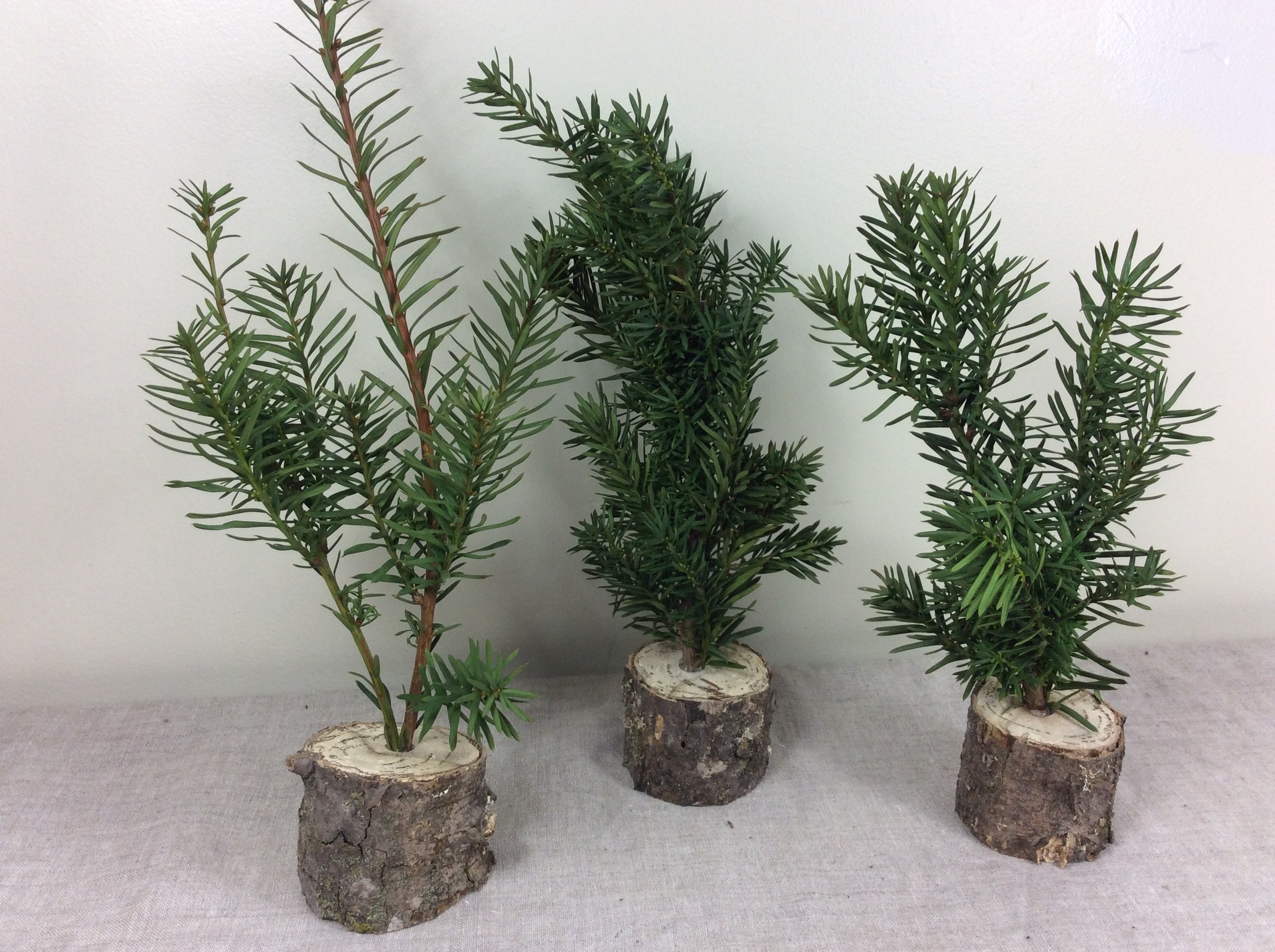 Fresh 6 or 8 Mini Tree Yew Woodland Floral Decor - Etsy