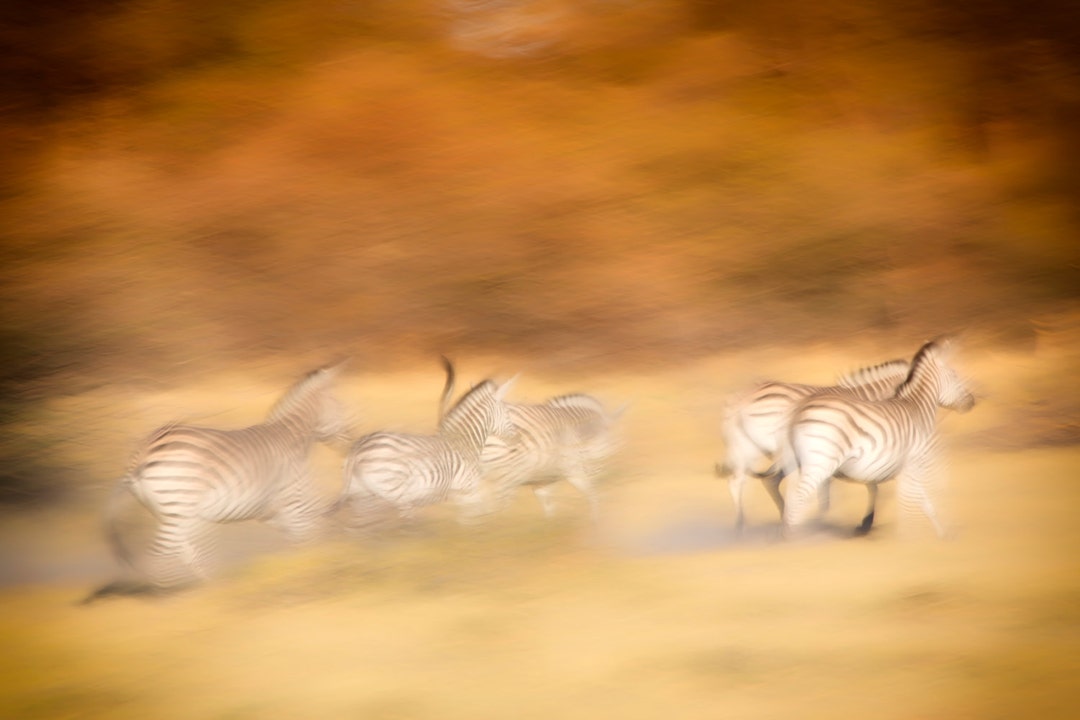 Zebras Running - Zebra Art Wall Print - Abstract Nature Photography ...
