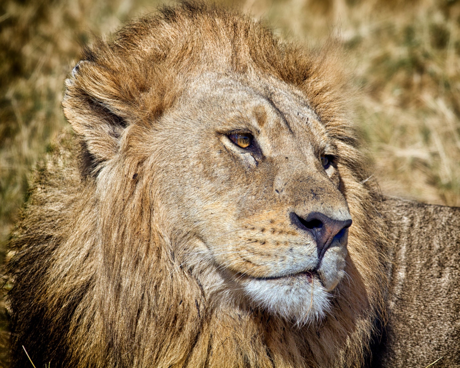 Lion, Lion Print Lion Photograph Wildlife Photograph Safari Photograph ...