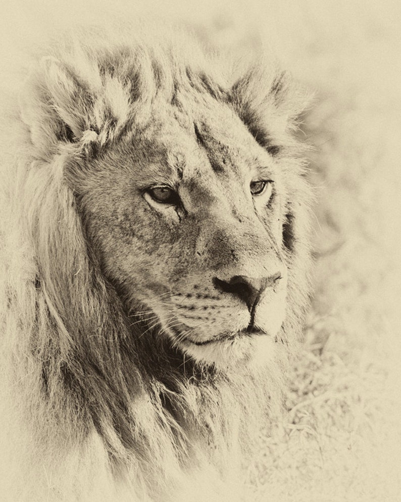 Lion, Lion Portrait Wildlife Photography Safari Photo Animal ...