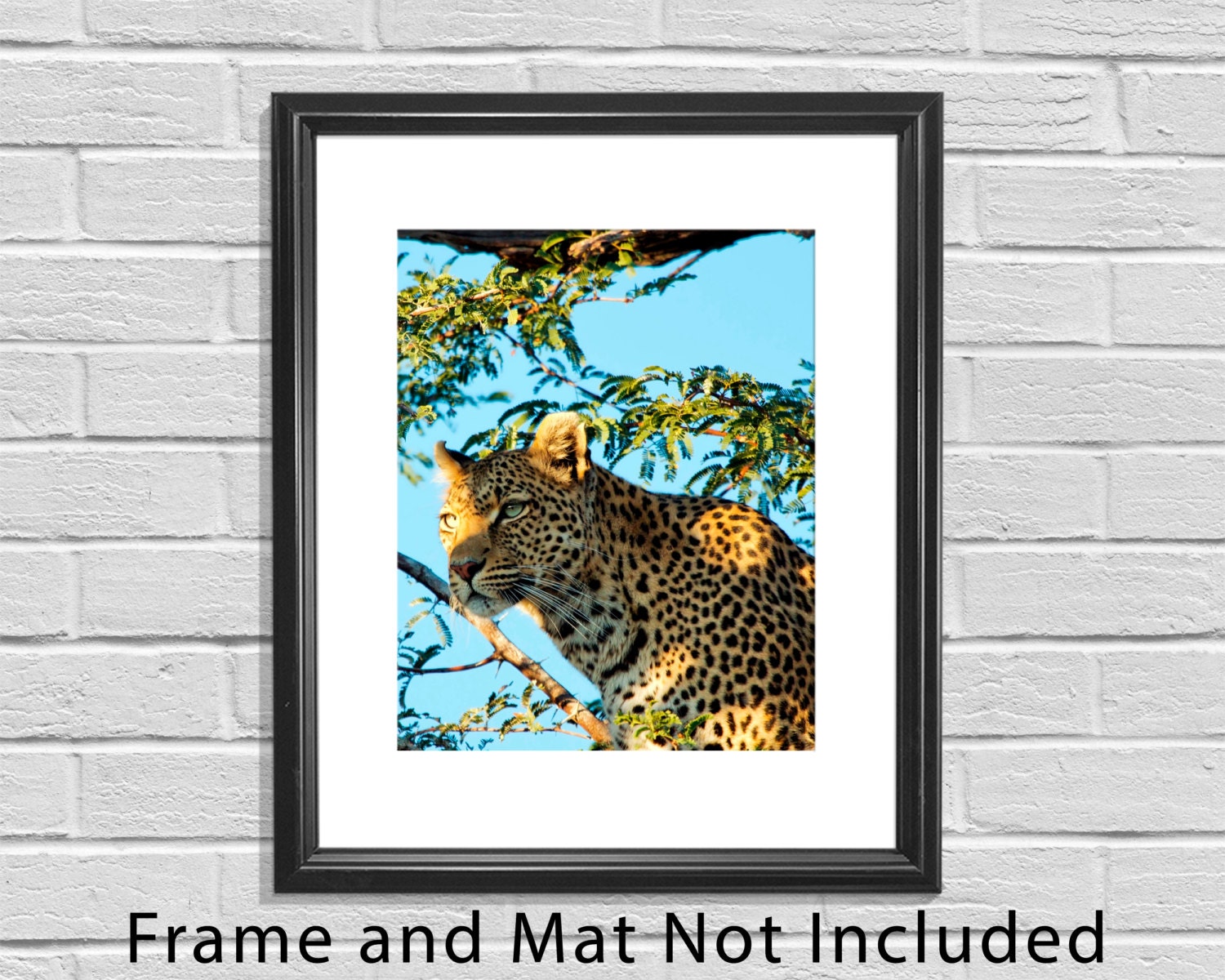 Leopard Art Leopard Decor Wildlife Photography Nature Photography ...