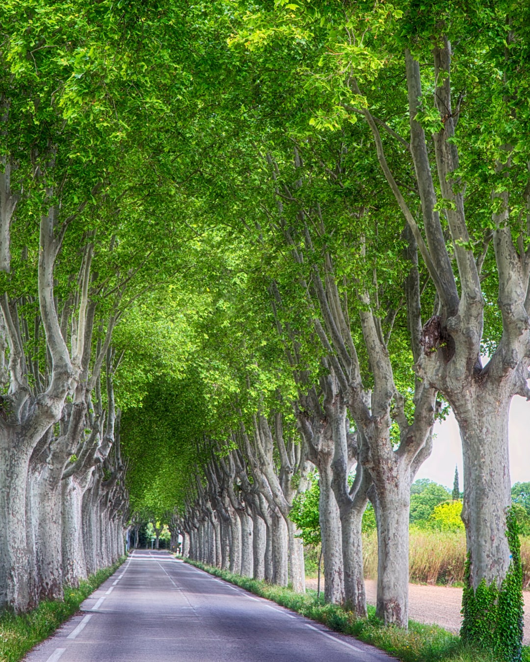 Provence France Tree Photography French Country Decor French Wall Art ...