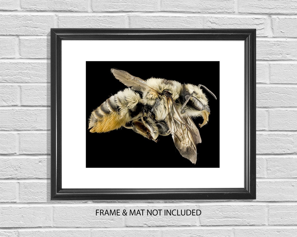 Bee Photograph, Bee Print, Macro Photography, Nature Photography ...