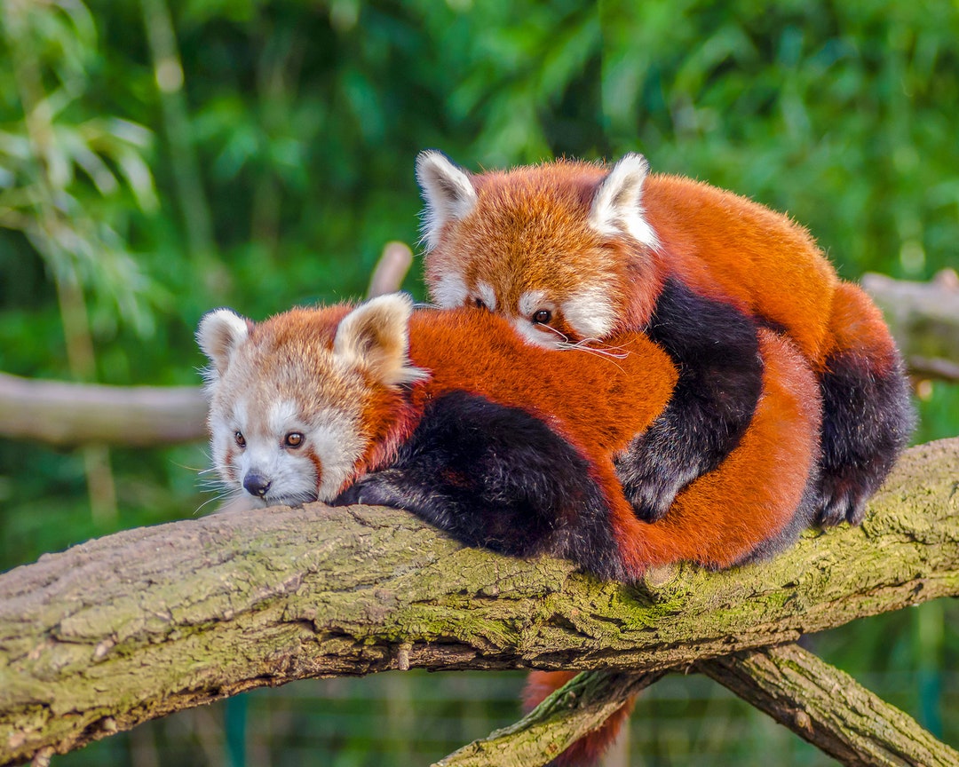 Red Panda Photo, Red Panda Gift, Panda Picture, Girls Room Art Print ...