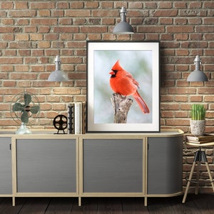 Red Cardinal Bird, Cardinal Gift, Gift for Mom, Bird Photography, Bird ...