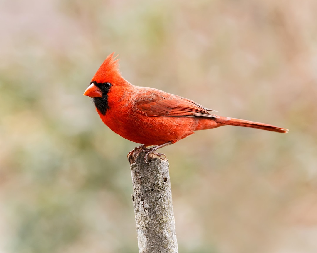 Cardinal Photo, Cardinal Photography, Bird Print, Bird Wall Art, Nature ...