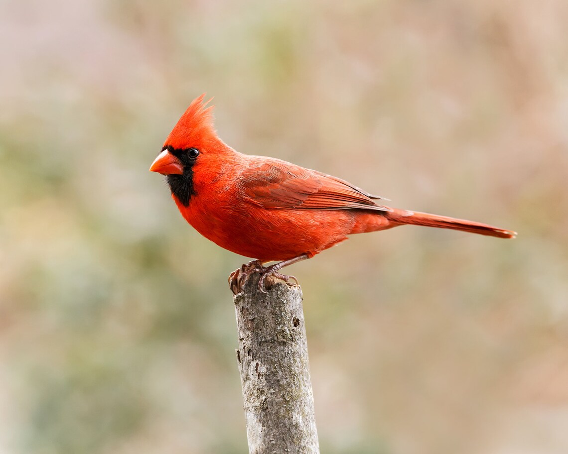 Cardinal Photo, Cardinal Photography, Bird Print, Bird Wall Art, Nature ...
