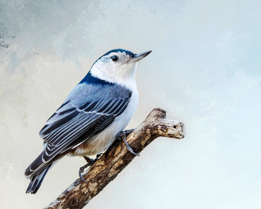 White-breasted Nuthatch, Nuthatch Art Print, Bird Photography, Bird ...