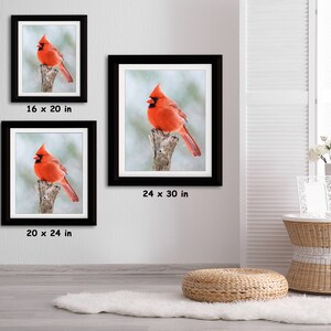 Red Cardinal Bird, Cardinal Gift, Gift for Mom, Bird Photography, Bird ...
