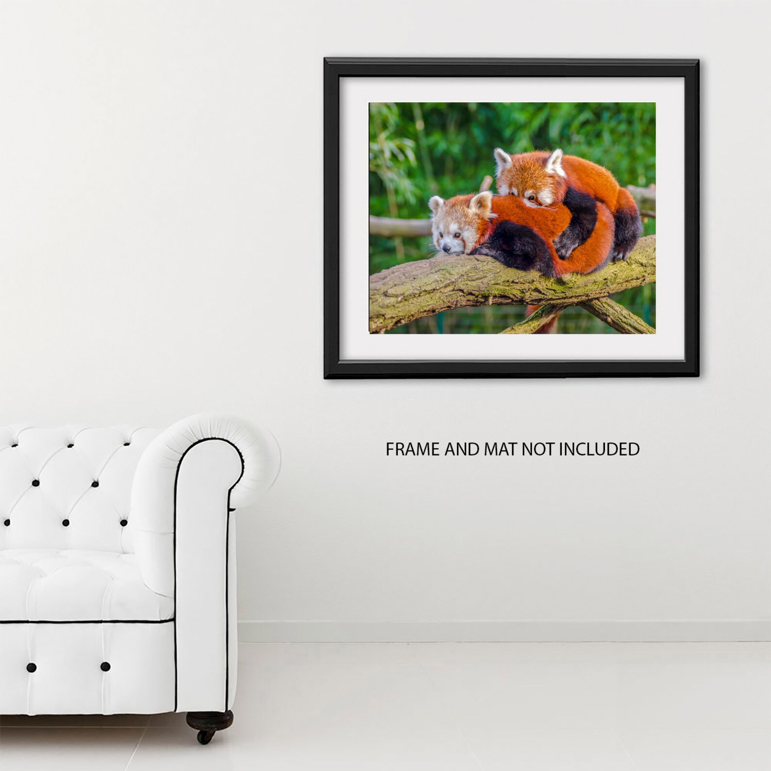 Red Panda Photo, Red Panda Gift, Panda Picture, Girls Room Art Print ...