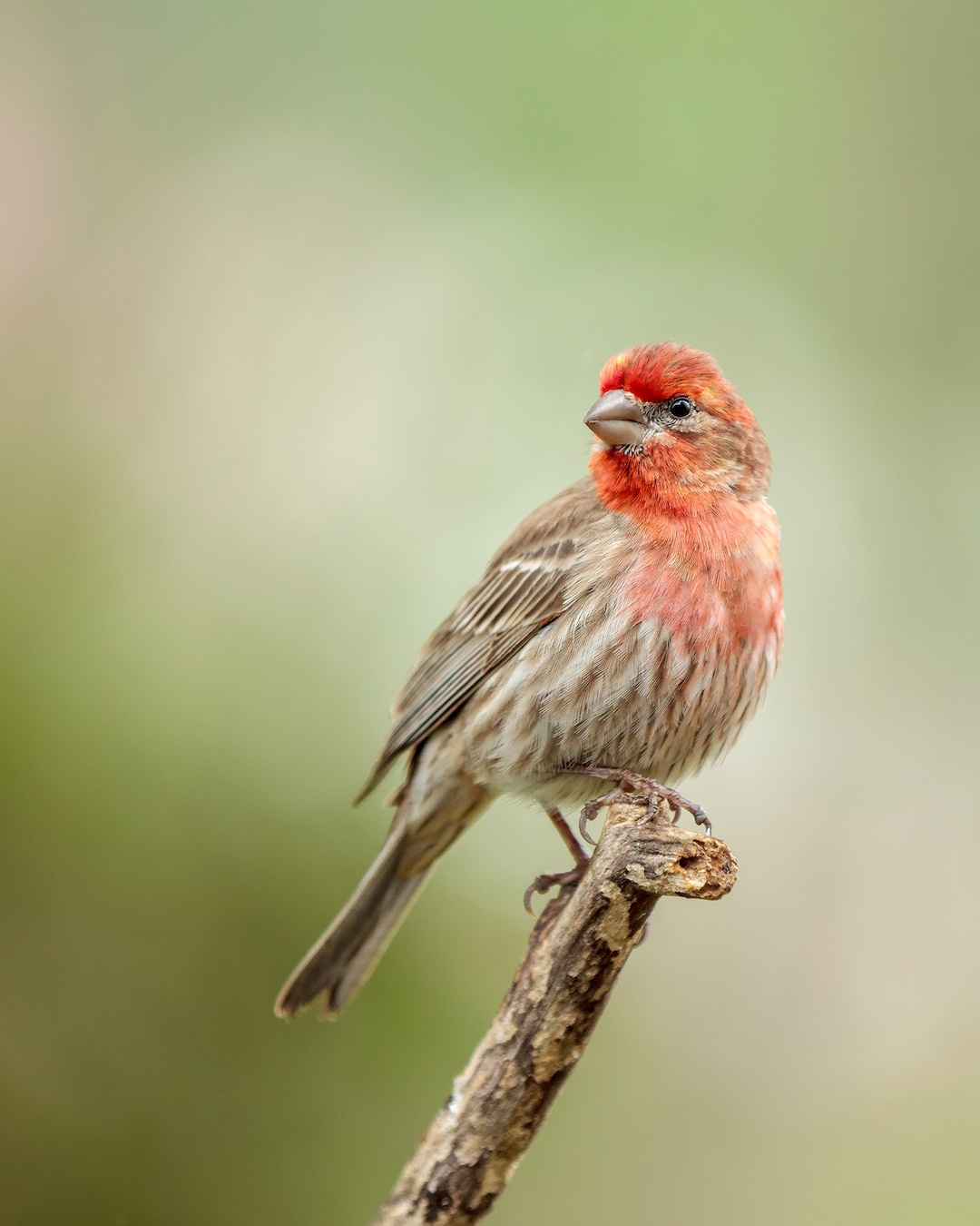Red Finch Bird, Finch Bird Picture, Finch Wall Art, Bird Wall Art, Bird ...