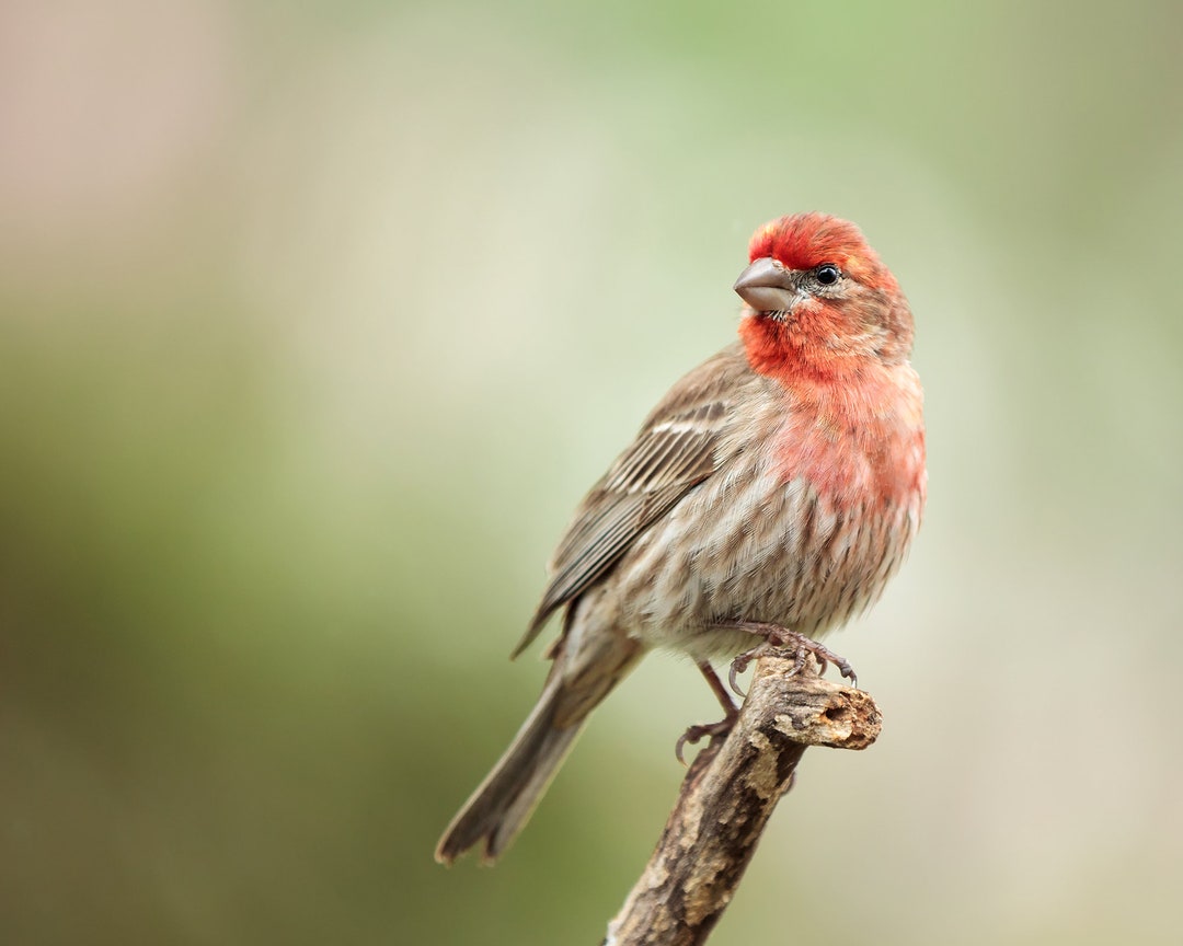 House Finch Photo, Finch Wall Art, Bird Photo, Nature Photograph, Bird ...