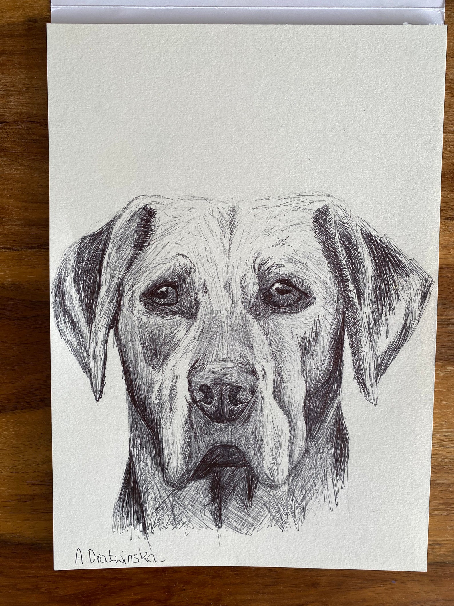 Custom Dog Portrait Drawing Biro pen Pet Portrait A4 and A5 | Etsy