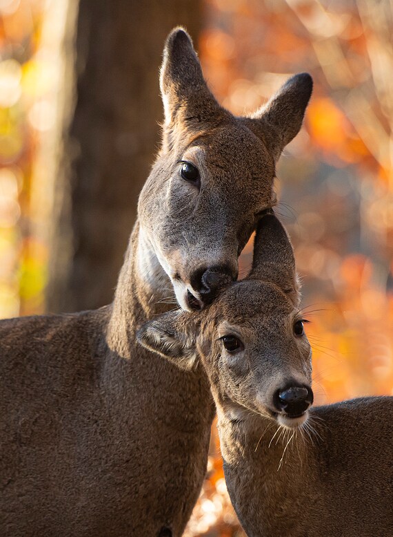 Whitetail Deer Doe With Fawn