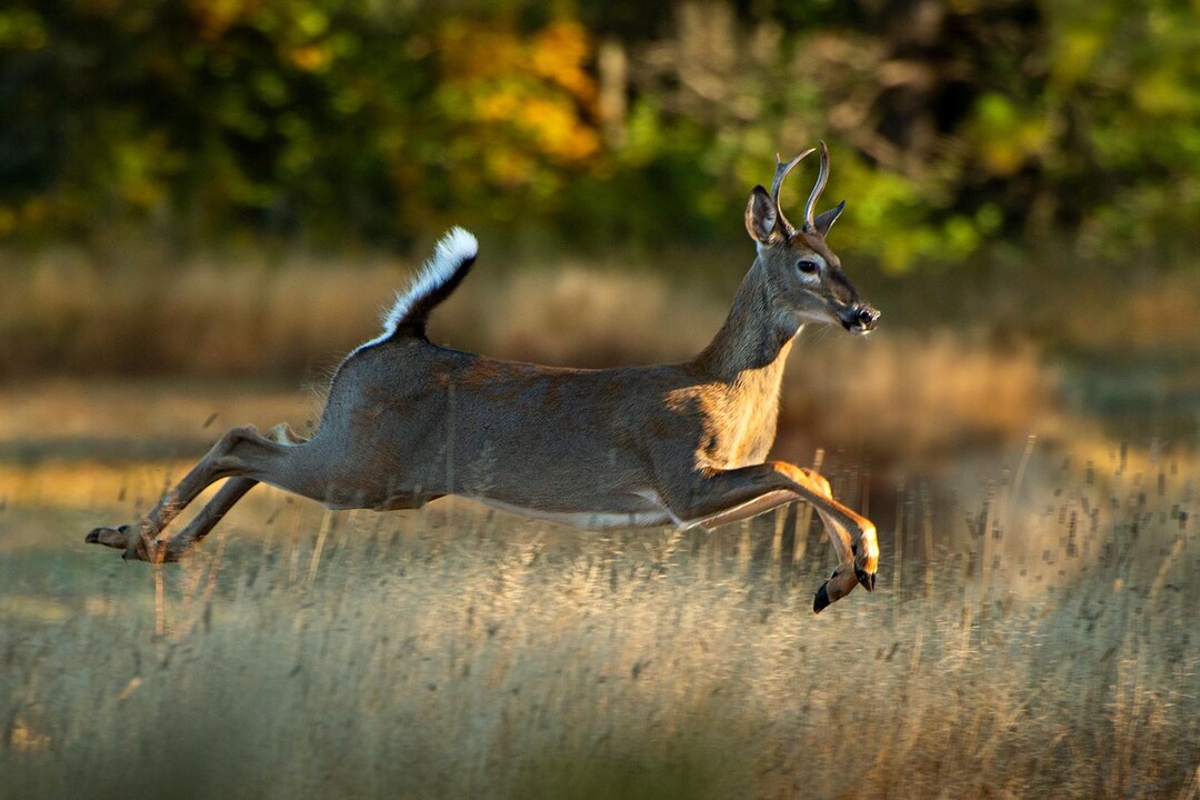 Bounding Buck 8X12 Metal Print of White-tailed Deer - Etsy