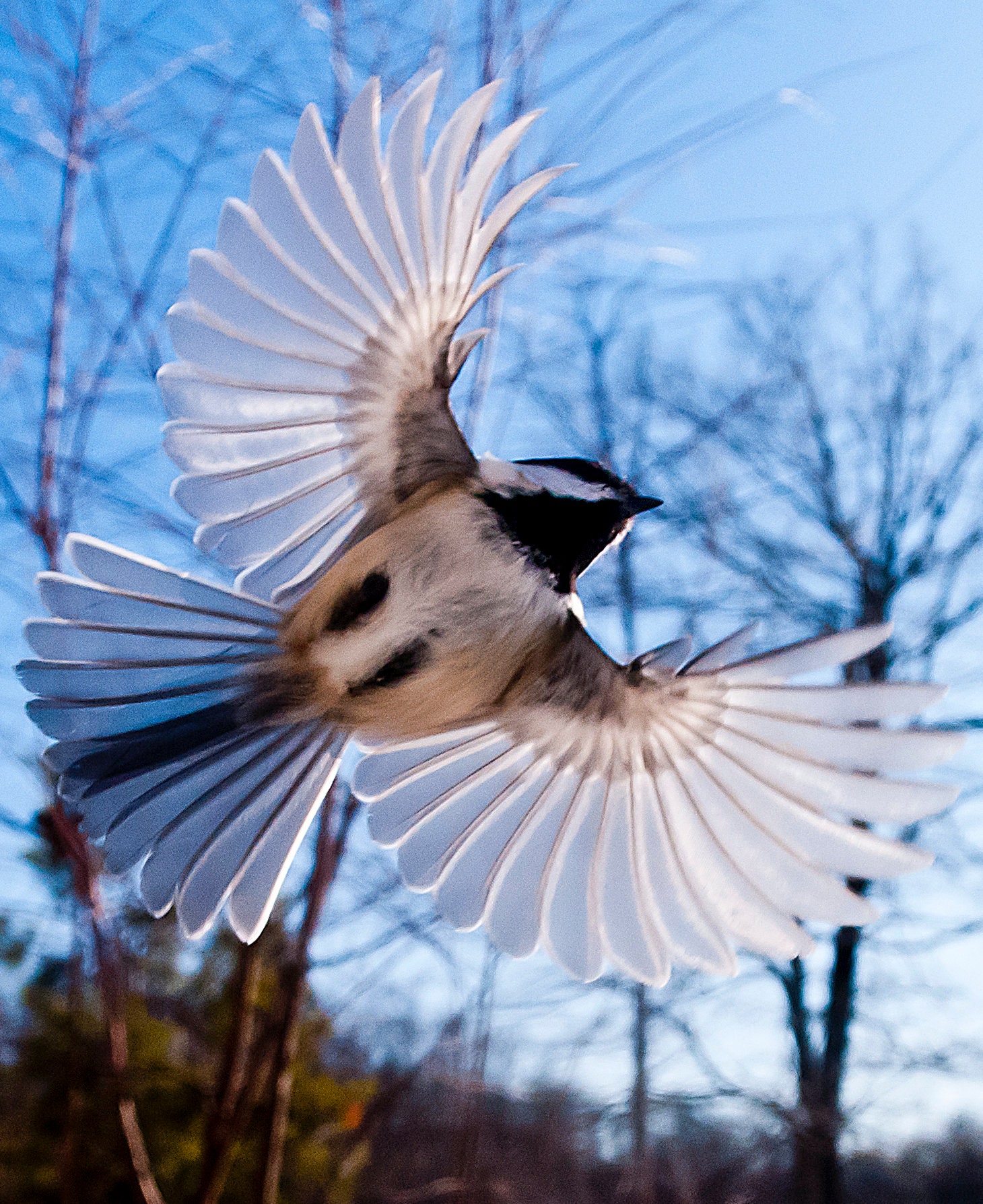 Chickadee Flying