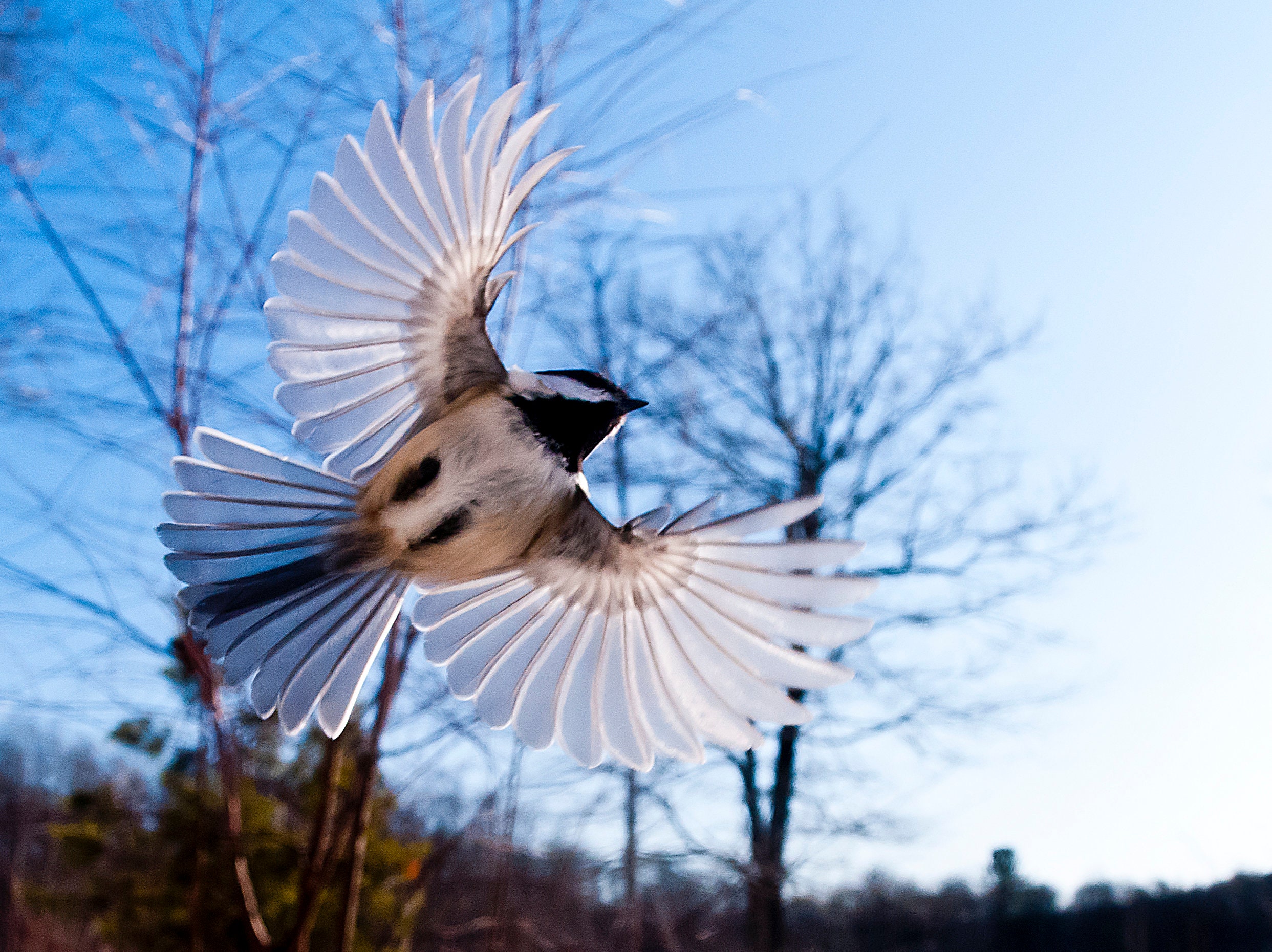 Black Capped Chickadee Flying