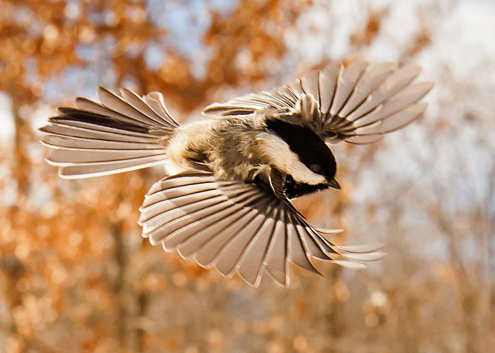 Chickadee In Flight